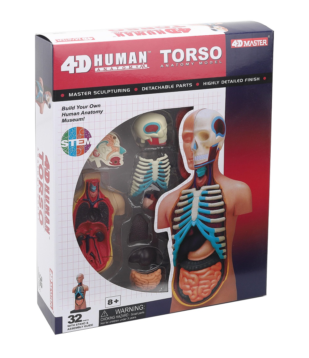 Dabdoob | 4D Master Human Anatomy Torso